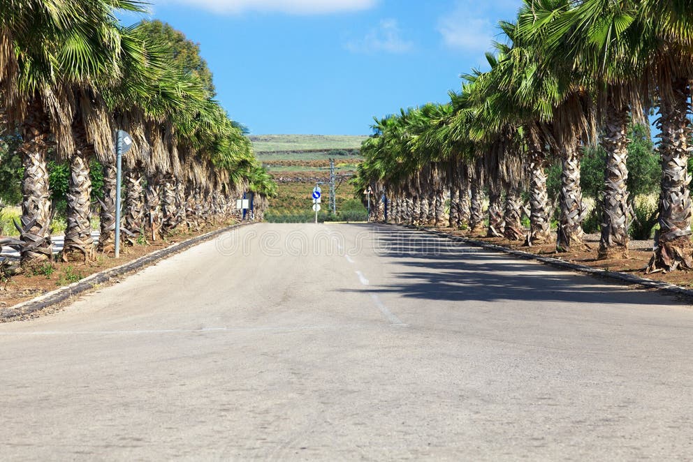 The Palm road stock photo. Image of view, palm, grass - 26928282