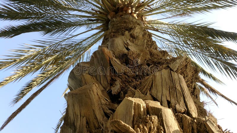 Palm stock image. Image of tree, high, palm, rustic - 92608357