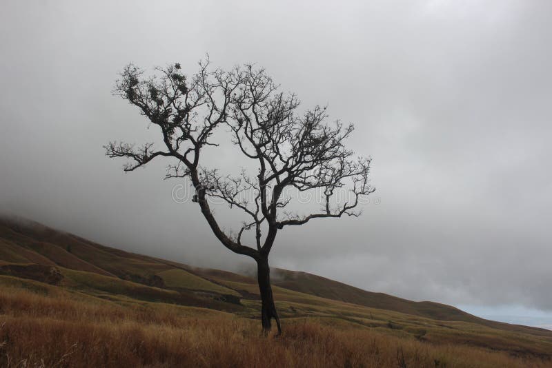 Palm stock photo. Image of lanscape, story, rinjani - 242467394