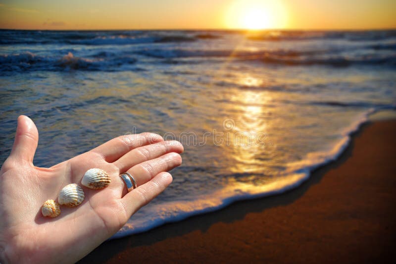 Palm with Sea Shells on the Beach Stock Image - Image of beautiful ...