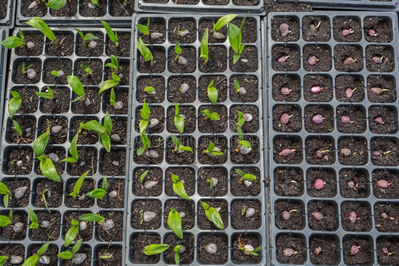 Palm seed in plantation stock photo. Image of agricultural - 63655370