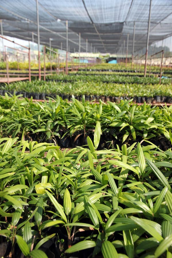 Palm Seedlings. stock image. Image of stem, fertilizer - 35923759