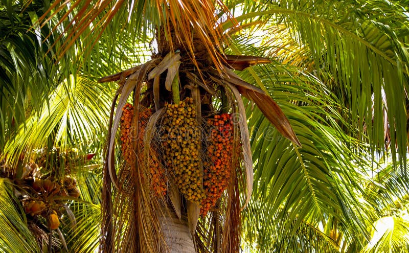 Palm seeds stock photo. Image of palm, seeds, cuba, carribean - 46772436
