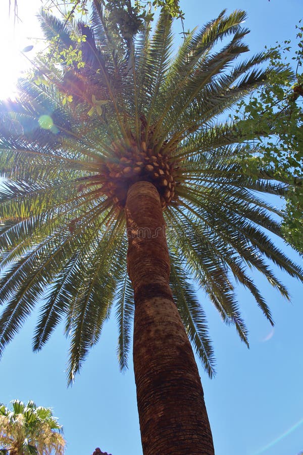 Palm stock image. Image of blue, shadows, trees, palms - 57336693