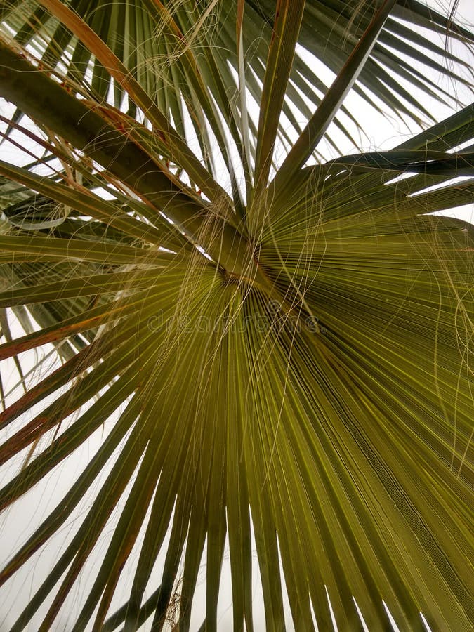 Shade Of Palm Leaves On The Red And Gray Path. Abstract Background ...