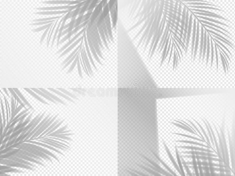 Palm Shadow Background Overlay, Transparent Leaves Stock Vector ...
