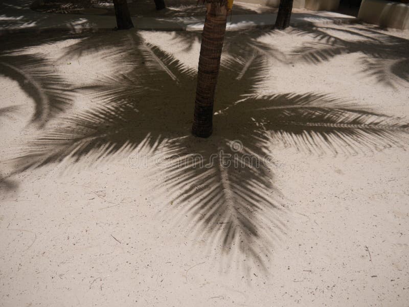 Palm shadow sand stock photo. Image of dappled, bright - 80456466