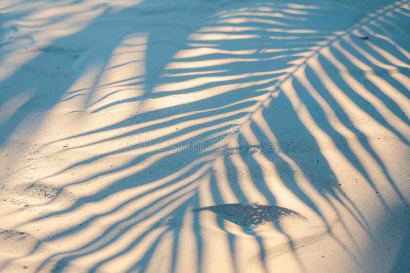 Palm Shadow on Sandy Beach by the Sea Stock Image - Image of clear ...