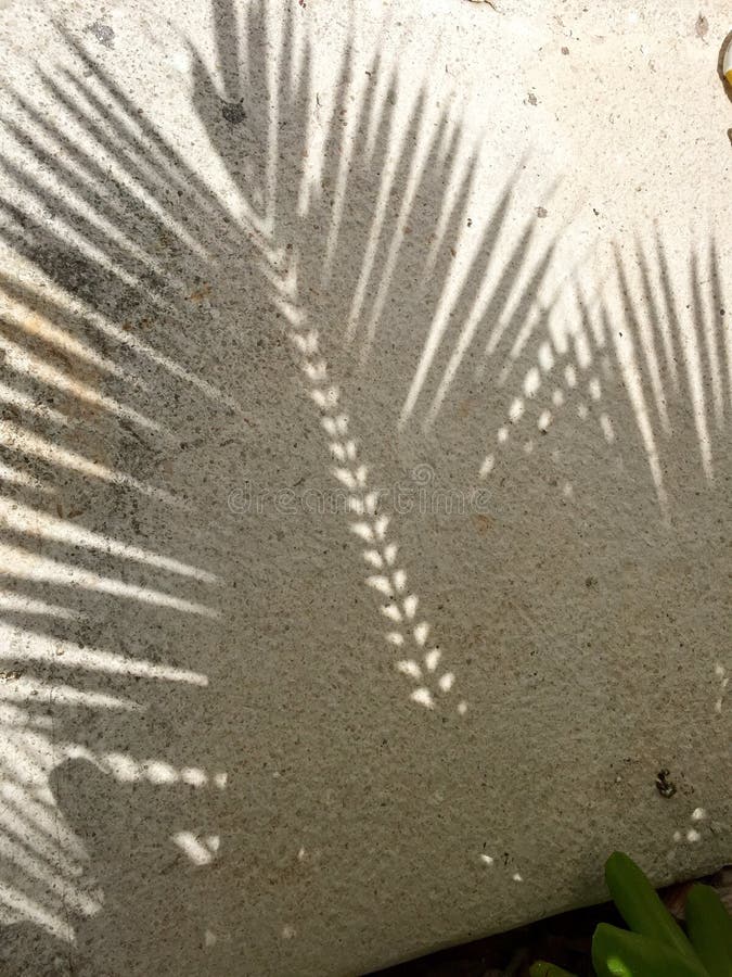 Palm shadow stock photo. Image of shadow, beach, palm - 56458830