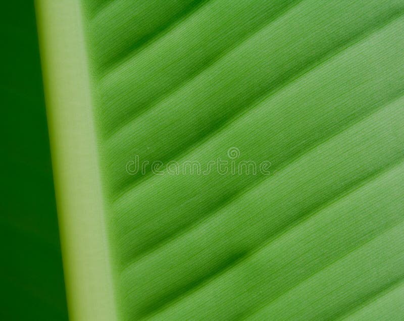 Palm sheet. Close-up stock image. Image of nature, abstract - 11403127