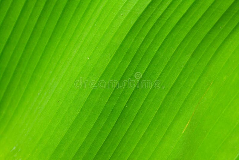 Palm sheet. a structure. stock photo. Image of bright - 11182280