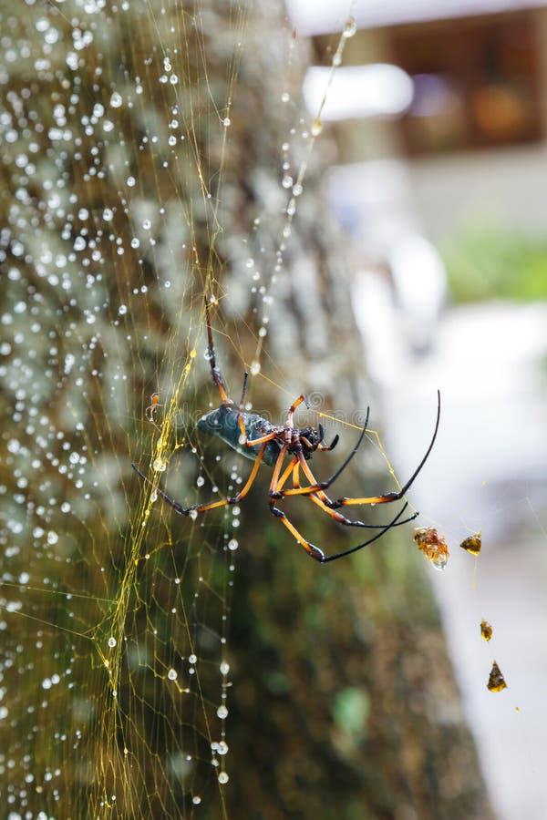 Palm Spider after the Rain. Stock Image - Image of moody, arachnologie ...