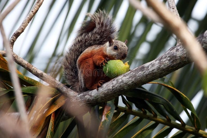 Palm Squirrel Eats the Fruit, Stock Photo - Image of eats, squirrel ...
