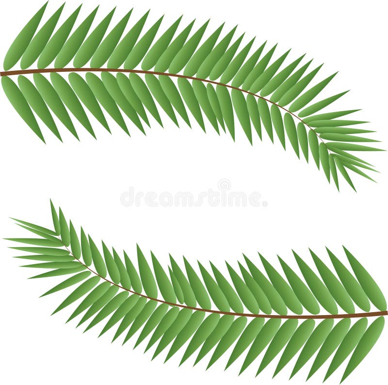 Palm stems stock vector. Illustration of invitation, tropical - 44384587