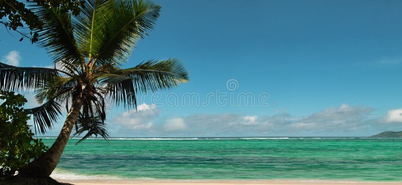Palm, strand panoram stock foto. Image of milieu, heet - 15761586
