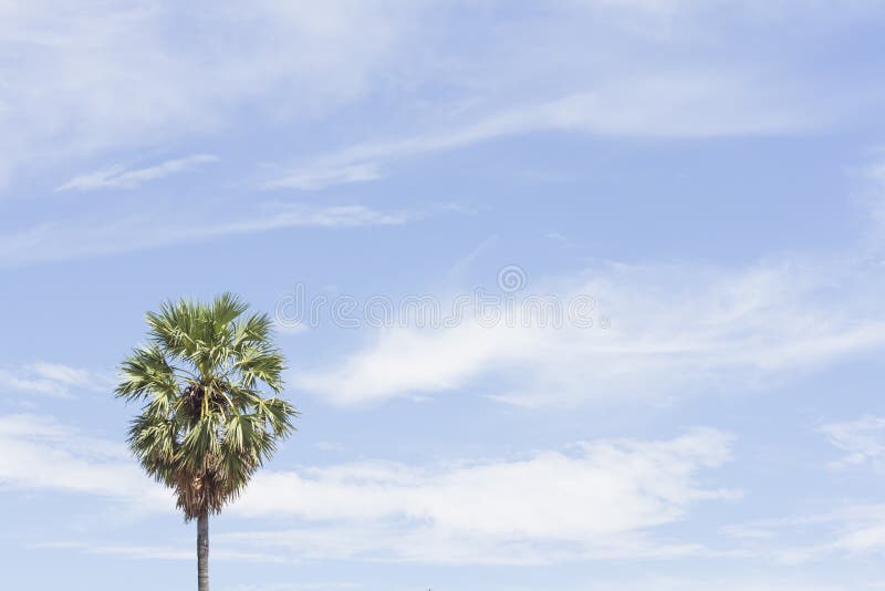 Palm Sugar Tree on Sky Background Stock Image - Image of outdoor, miami ...