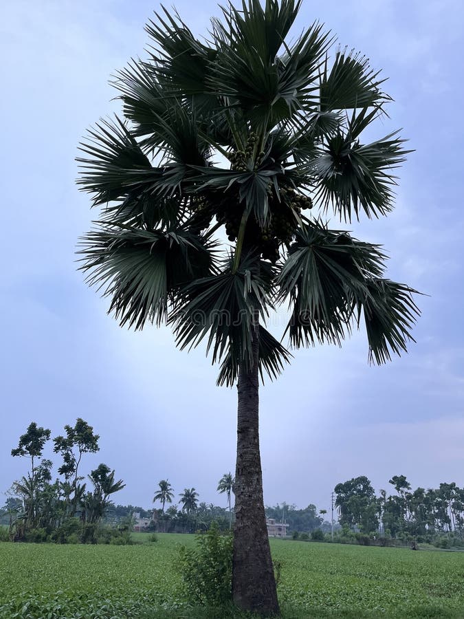Palm sugar palm trees stock image. Image of plant, jungle - 276911221