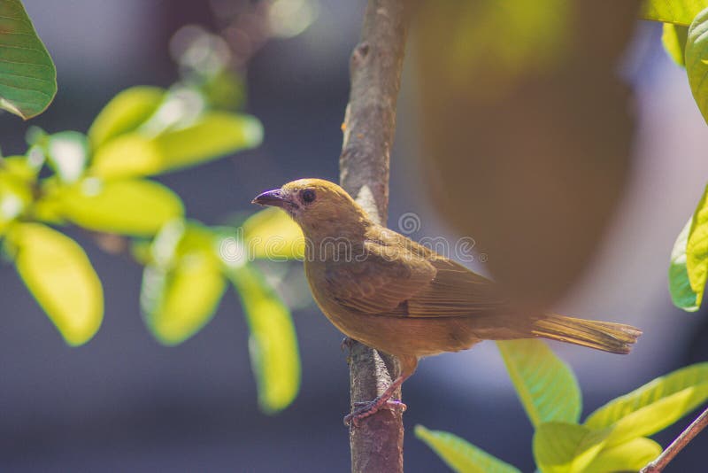 A little Palm tanager stock image. Image of life, closeup - 166609047