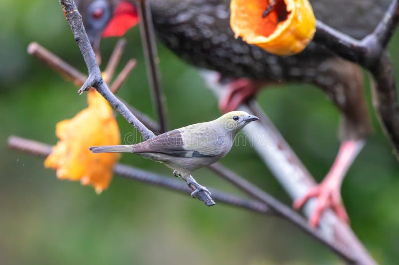 A Palm Tanager in Costa Rica Stock Photo - Image of rica, wildlife ...
