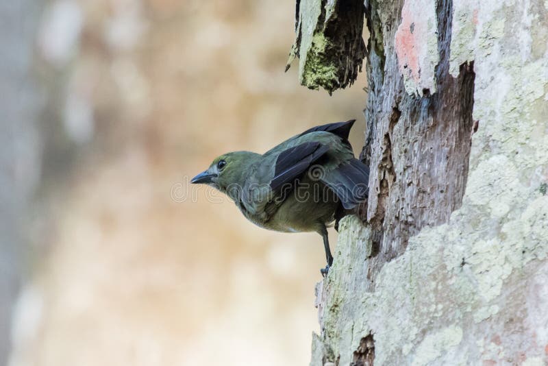 Palm Tanager stock image. Image of olive, colon, animal - 90532789