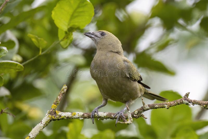 Palm Tanager (Thraupis Palmarum Stock Image - Image of birds, birding ...