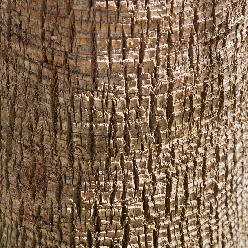 Palm texture stock image. Image of pattern, bark, close - 25107529