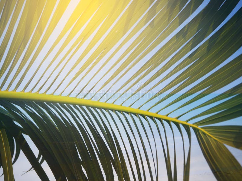 Palm texture on blue beach stock image. Image of tropical - 91441619