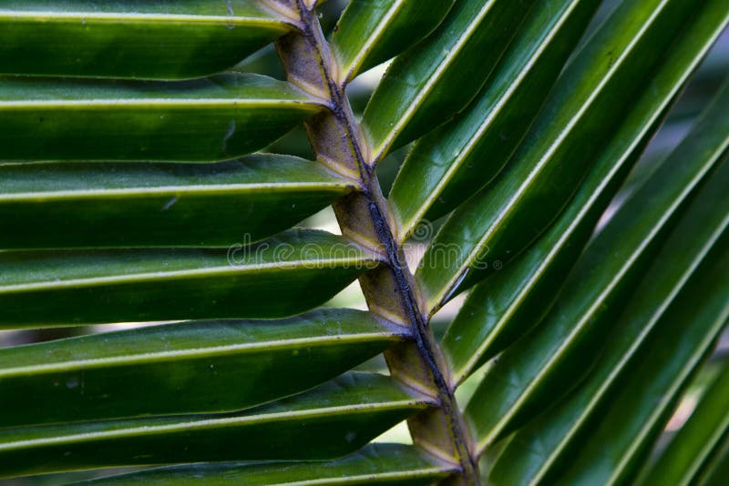 Palm texture stock photo. Image of refresh, leaf, islands - 38557728