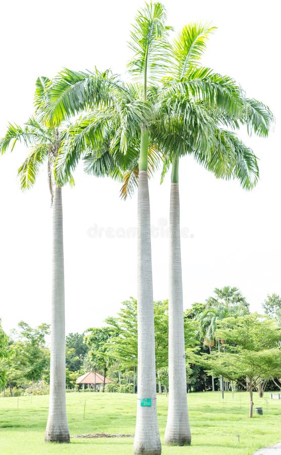Palm thai stock image. Image of leaf, white, isolated - 31699915