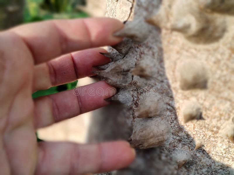 Thorn Spike Dry Deserted Abandoned Abstract Concept Stock Image - Image ...