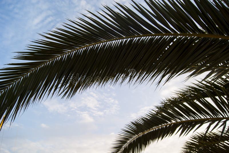 Palm Three in a Detail stock image. Image of sunny, landscape - 57921147