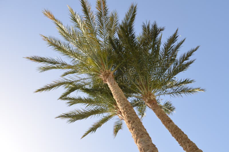 Palm three stock photo. Image of summer, palm, green - 76995614