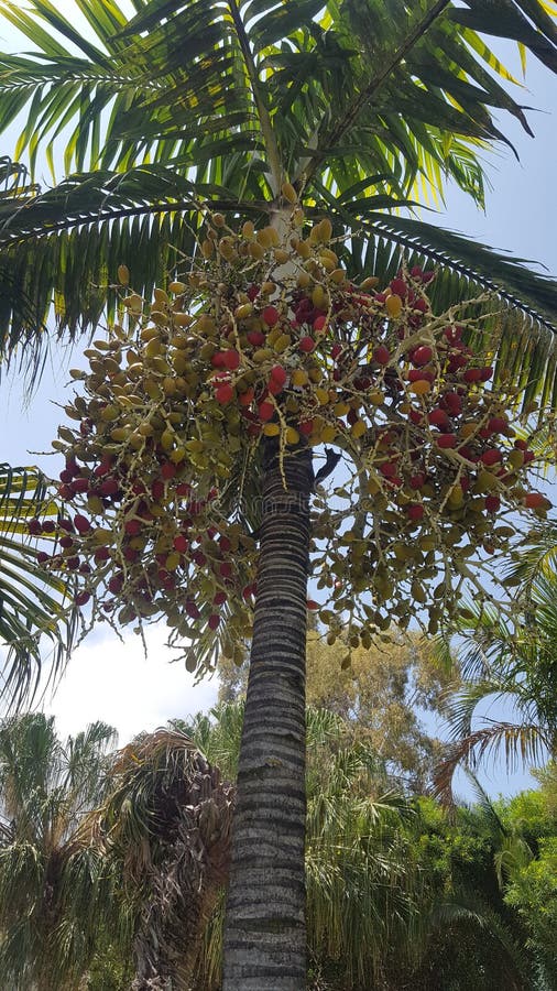 Palm three one of tousend stock photo. Image of happy - 147913802