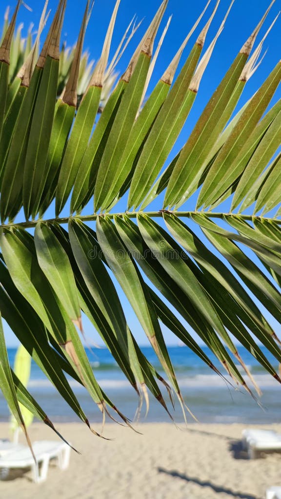 Palm three and sea stock photo. Image of sunlight, yellow - 254920932