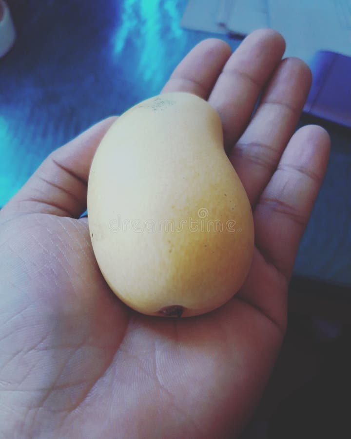 Palm top little mango stock image. Image of yellow, mango - 155011047