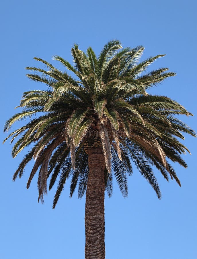 Palm tree stock photo. Image of tree, blue, palm, flora - 10075168