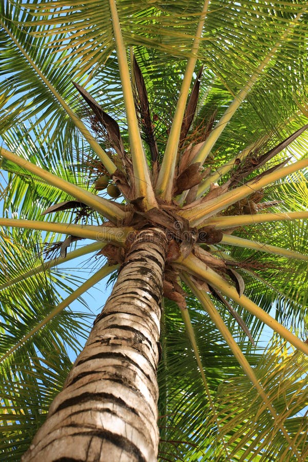 Palm tree stock photo. Image of tropical, plant, leaf - 59101444
