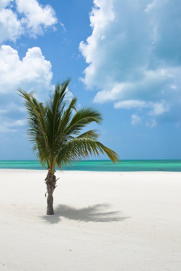 Palm Tree stock image. Image of escape, serene, outdoor - 10159943