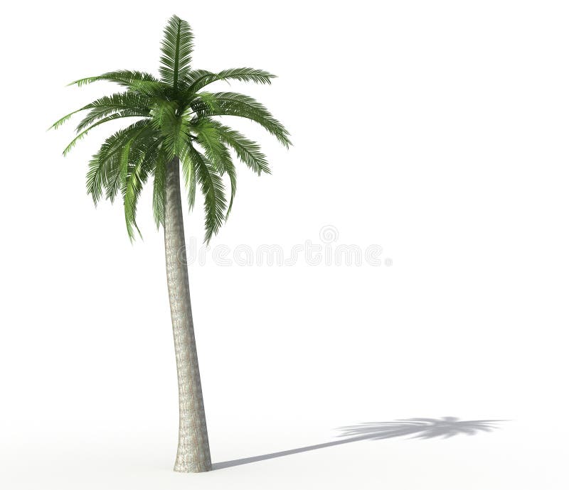 Palm Rendering Tree Stock Illustrations – 14,161 Palm Rendering Tree ...