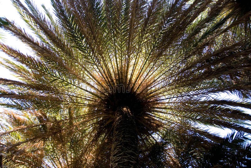 Palm tree stock image. Image of forest, temperate, beneath - 11384585