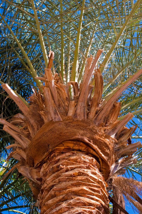 Palm tree stock photo. Image of palmtree, shaft, brown - 11405744