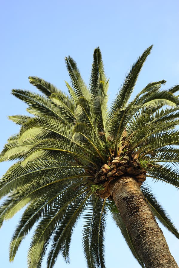 Palm Tree Cell Tower and Bird Stock Image - Image of telecommunications ...