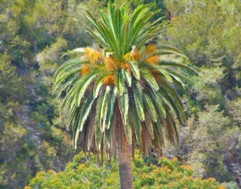 Cuban Royal Palm Tree stock image. Image of roystonea - 33648633