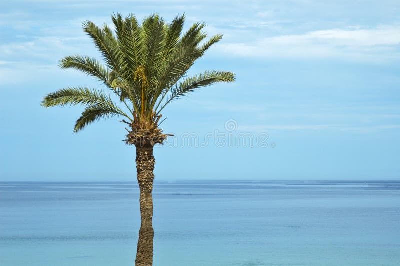 Palm tree stock photo. Image of palm, beach, ocean, water - 13311884