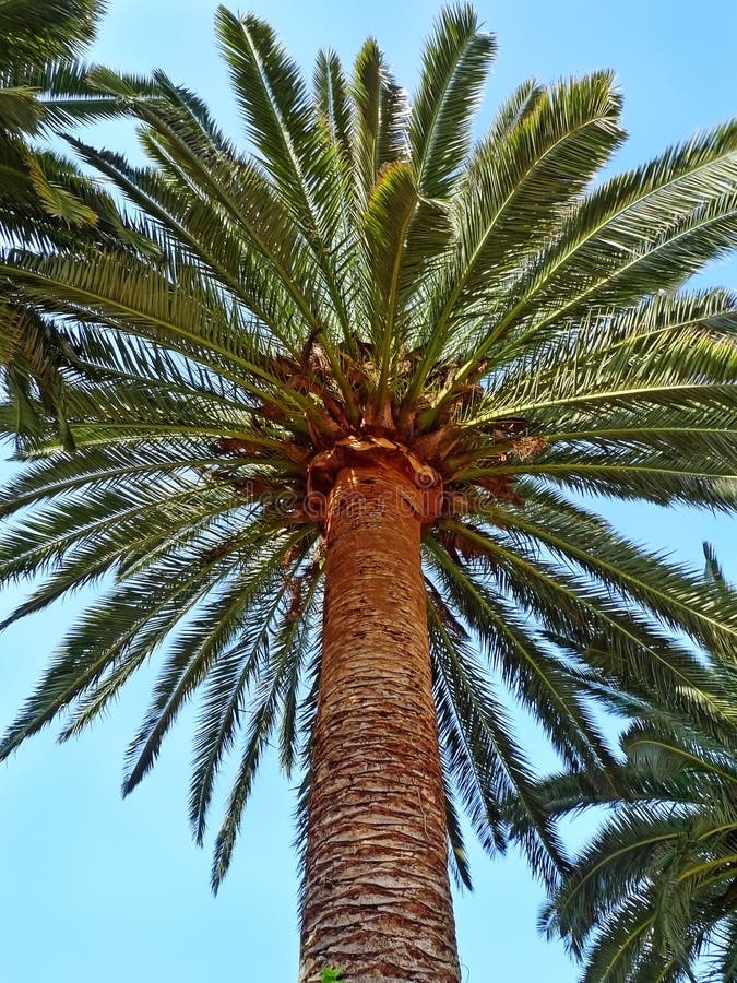 Palm Tree Cell Tower and Bird Stock Image - Image of telecommunications ...