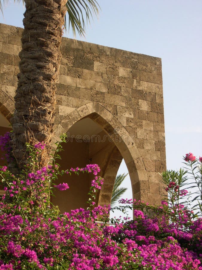 Palm tree stock photo. Image of plant, lebanon, middle - 146852