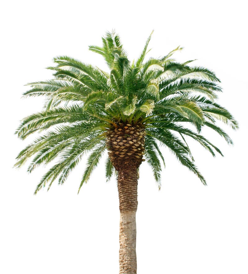 Palm tree stock photo. Image of summer, subtropical, beautiful - 9946300