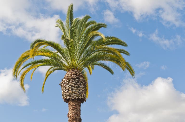 4,104 Column Palm Tree Stock Photos - Free & Royalty-Free Stock Photos ...