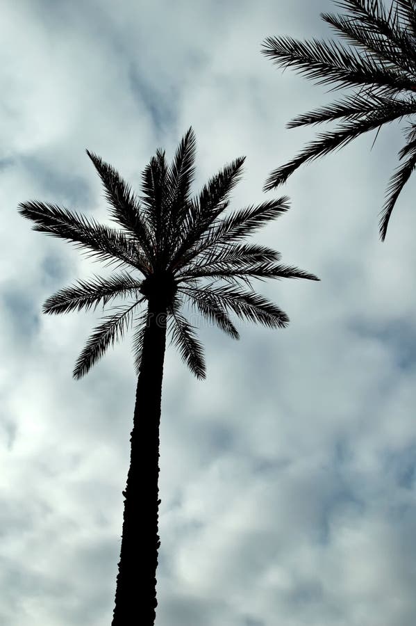 Palm tree stock image. Image of palmas, atlas, culture - 2065853