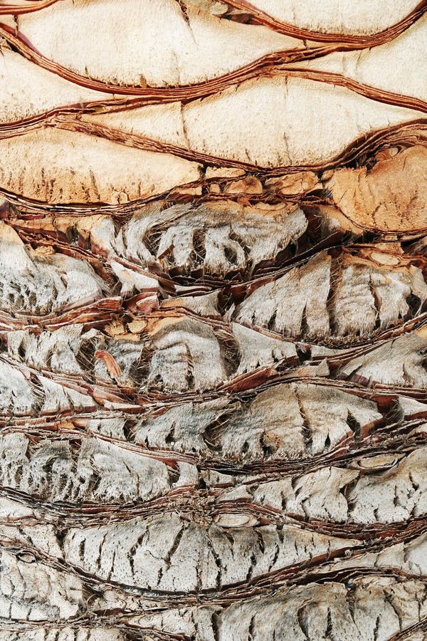 Palm tree stock photo. Image of pattern, palm, close - 23043016